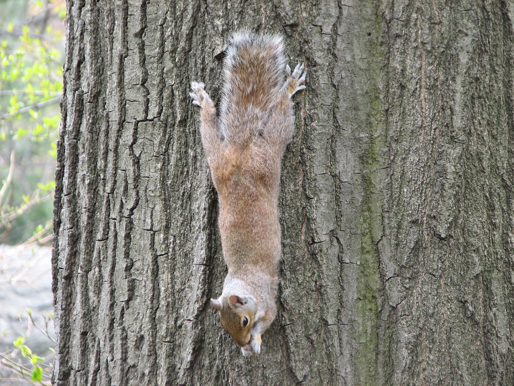 Skills and Squirrels – IRISH Ready Blog