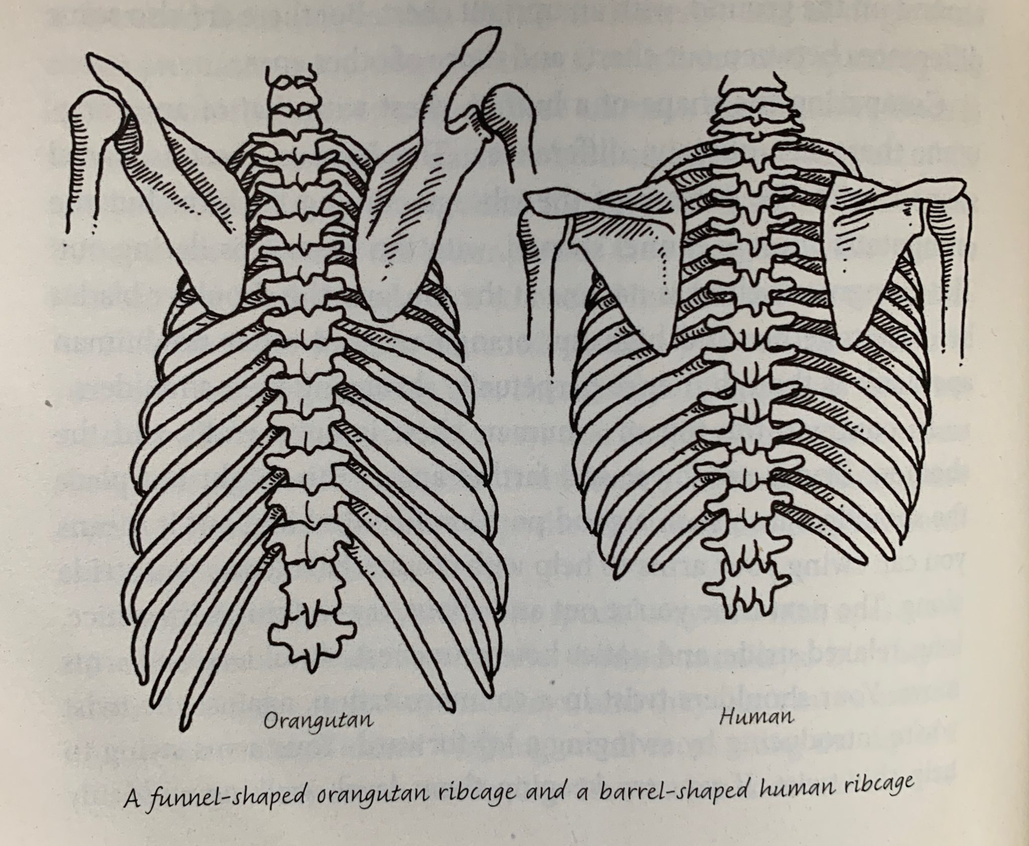 Chapter 6: Ribs, Lungs, and Hearts – The Incredible Unlikeliness of ...